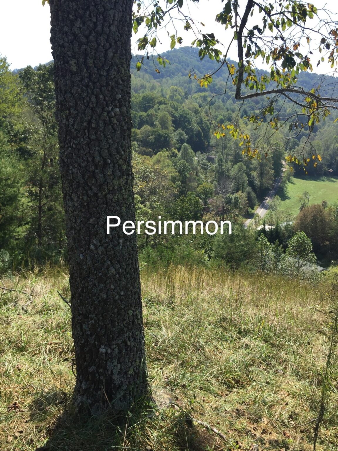 American Persimmon Tree Facts & Recipes | Wild Persimmon Uses