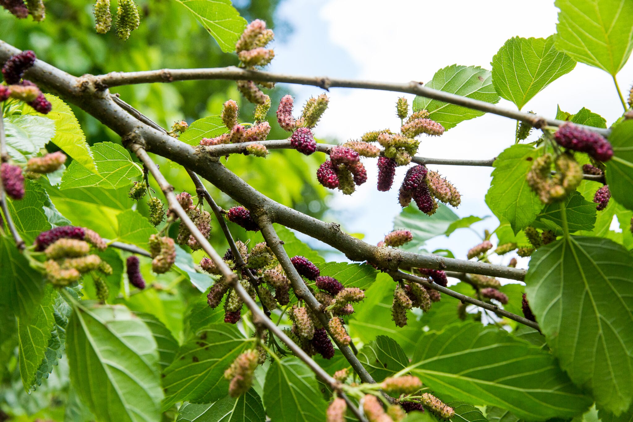 Why You Should Plant a Mulberry Tree (or Three) | WILD ABUNDANCE