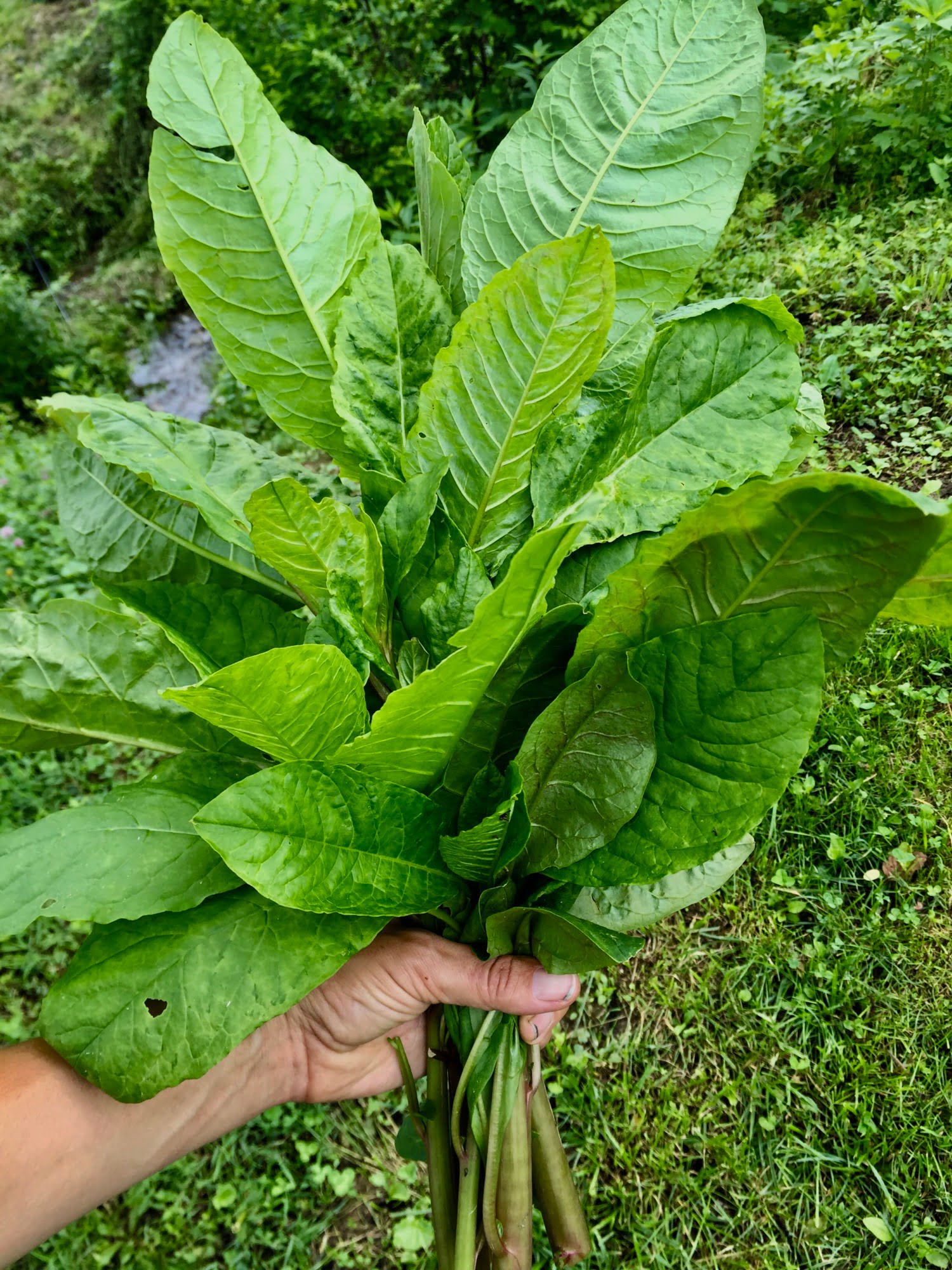 Pokeweed: How to Prepare "Poke Salad" | WILD ABUNDANCE