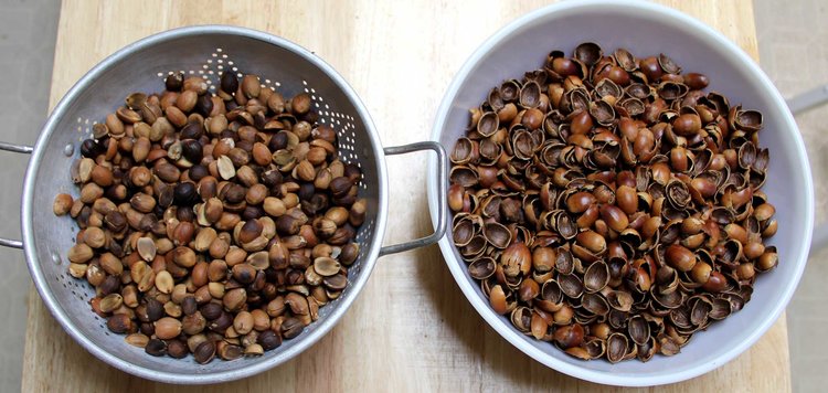 How to Eat Acorns | WILD ABUNDANCE