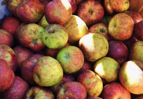Johnny Appleseed and a Story of Apples in America | WILD ABUNDANCE