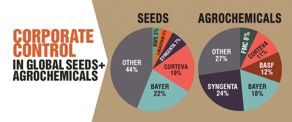 Independent Garden Seed Companies | WILD ABUNDANCE