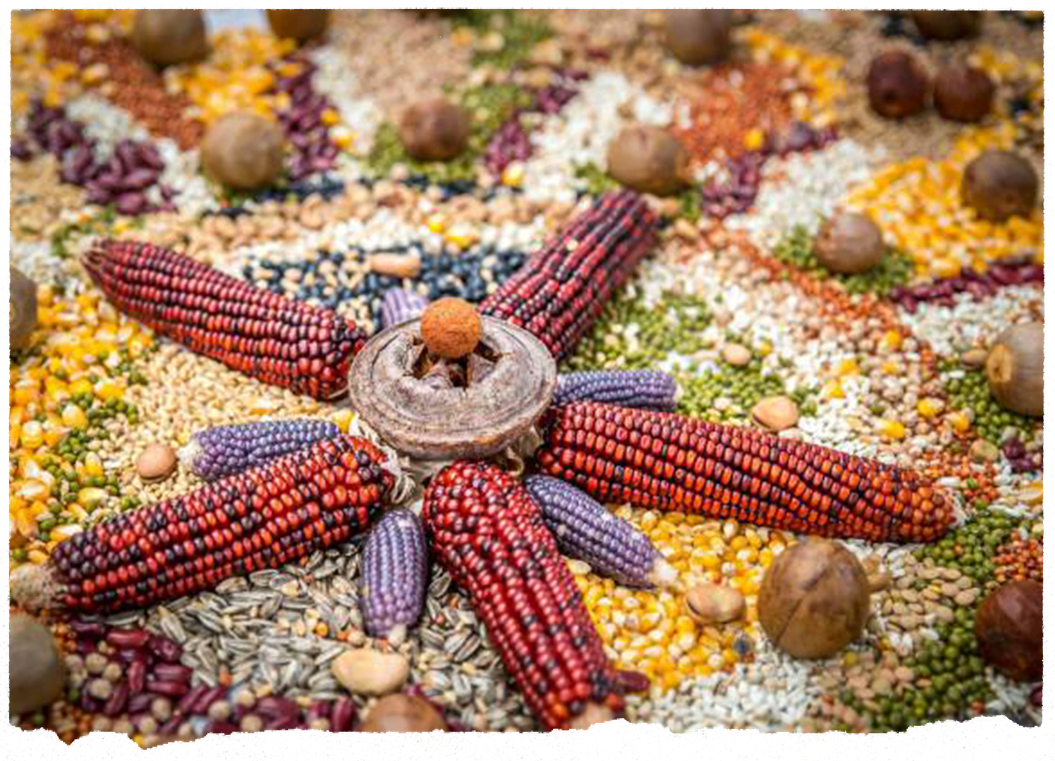 Independent Garden Seed Companies | WILD ABUNDANCE