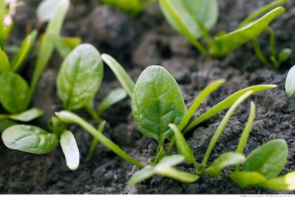 How to Grow Spinach: 6 Tips for Fertilizing, Thinning & Harvesting ...